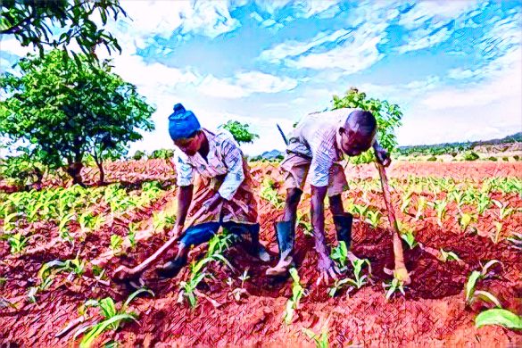 Zimbabwe’s Smallholder Farmers Face Challenges in Seed Sector, Says CTDO