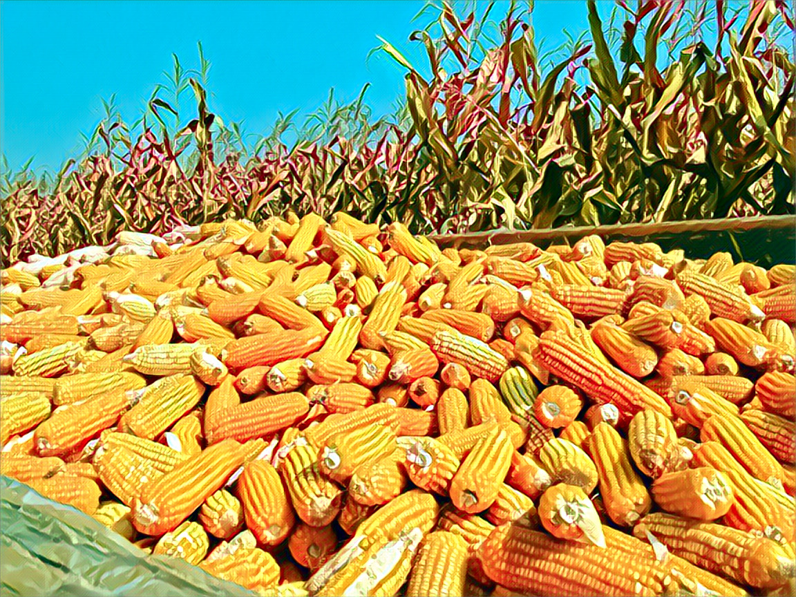 Zimbabwe Confirms Sufficient Grain Supply Until April Harvest