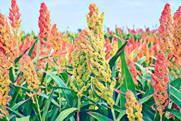 Mnangagwa Names Stephen Mutamba as Zimbabwe’s New Police Chief